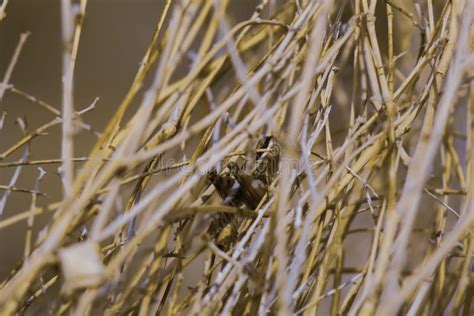 A Grasshopper Hidden In The Plant Stock Image Image Of Leaf Frost