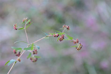 Euphorbia Nutans Euphorbia Maculata Flowers Euphorbiaceae Annual