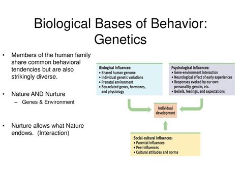 Ap Psychology Unit 3 Biological Bases Of Behavior Ppt Download