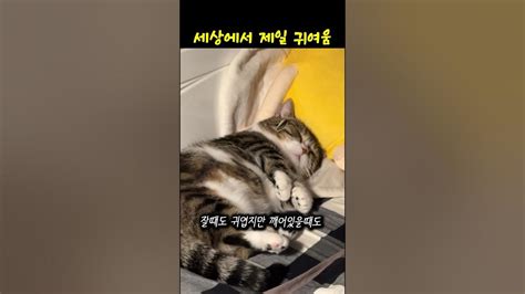 세상에서 제일 귀여운 고양이 Youtube