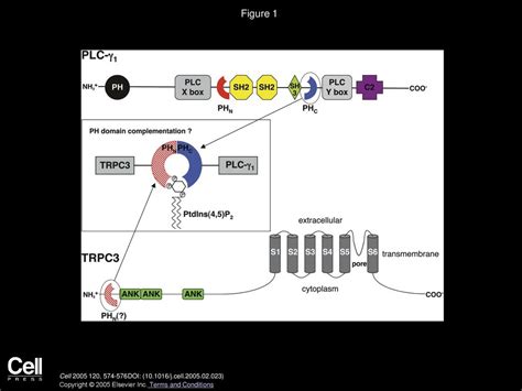 pleckstrin homology domains two halves make a hole ppt download