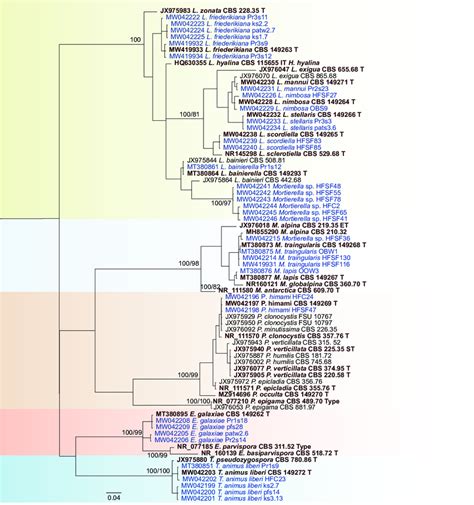 maximum likelihood phylogram log likelihood 4069 81 of isolated