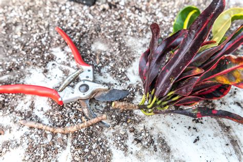 How To Plant A Croton Cutting At Hannah Belisario Blog