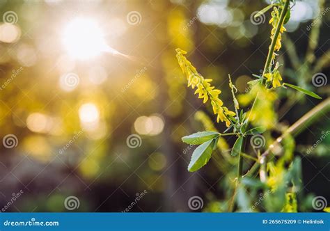 Selective Focus On Flower Melilotus Officinalis Known As Sweet Yellow Clover Yellow Melilot