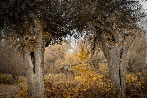 Yellow Willow Blues On Behance