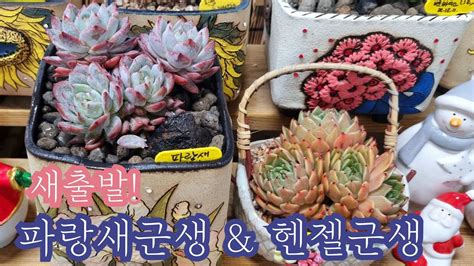 헨젤 군생 2년만에 분갈이 And 파랑새 군생 분갈이해요 Youtube