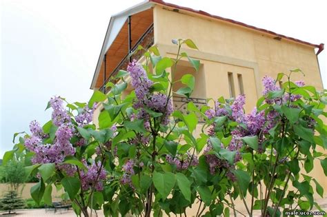 იყიდება მიწები აგარაკები უძრავი ქონების სააგენტო მალე