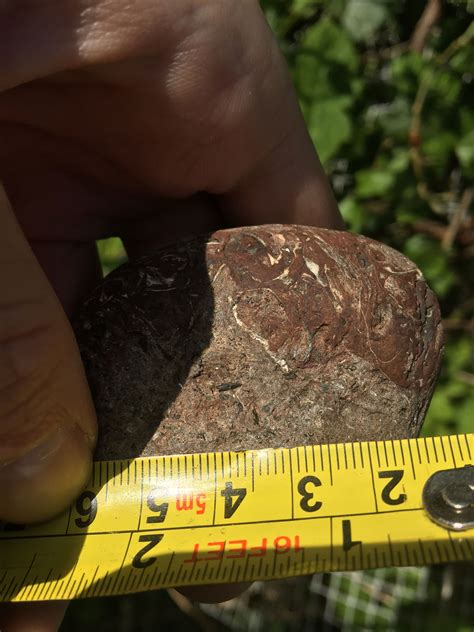 Isle Of Wight Fossils Fossil ID The Fossil Forum