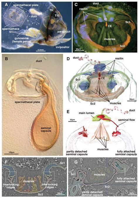 Figures And Data In A Biological Switching Valve Evolved In The Female Of A Sex Role Reversed