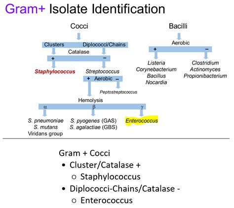 Gram Negative Cocci Flow Chart