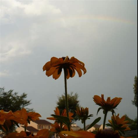 Bpm And Key For Songs By Dulaio Twins Tempo For Dulaio Twins Songs Songbpm