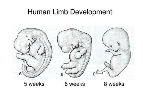 Ppt Limb Development Powerpoint Presentation Free Download Id 2148289