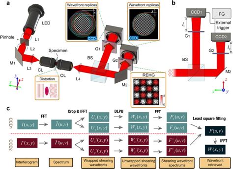 Quadriwave Lateral Shearing Interferometric Microscopy With Wideband