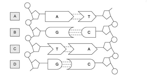 Structure Of Nucleic Acids Replication Of DNA CIE A Level Biology Exam Questions