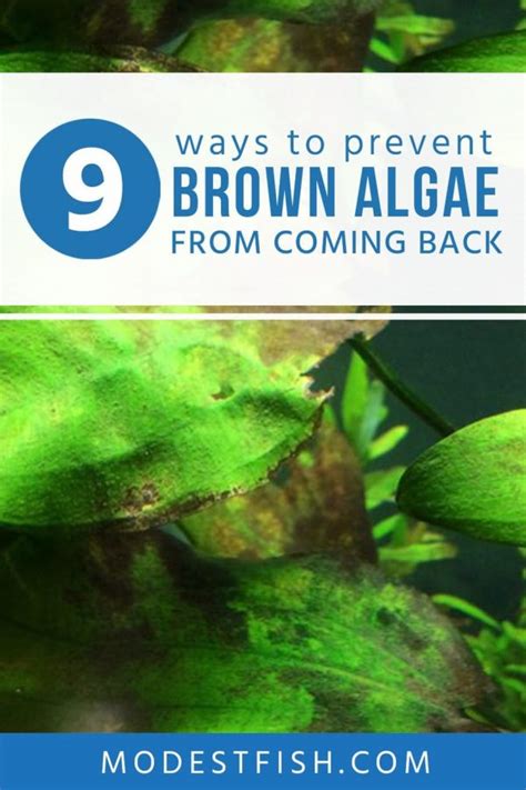 Brown Algae Diatoms In Aquarium How To Identify Remove And Prevent