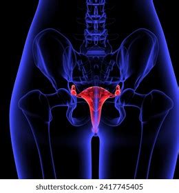 Female Reproductive System Internal Sex Organs Stock Illustration Shutterstock
