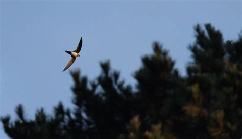 Alpine Swift Chog