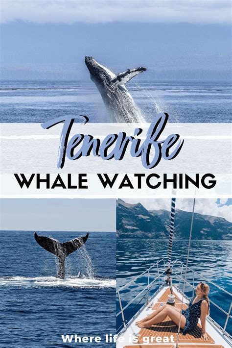 Whale Watching Tenerife All You Need To Know Where Life Is Great