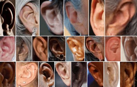 An Example Of The Awe Ear Database 25 Download Scientific Diagram