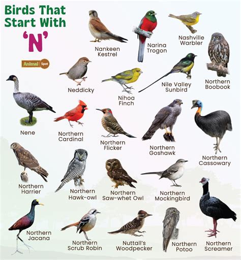 Bird Pictures With Names