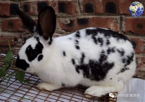 花家兔家兔小家兔第2页大山谷图库