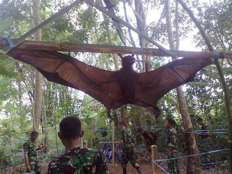 Armchair Gamer Megabat Giant Golden Crowned Flying Fox