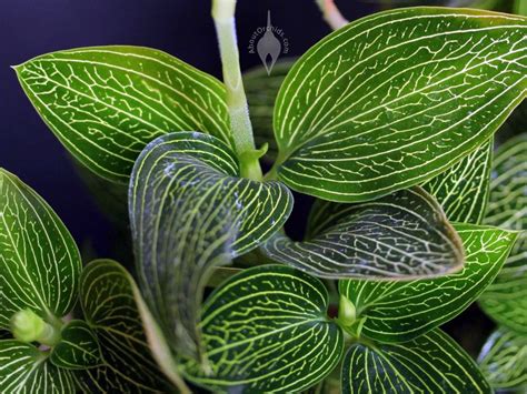 Aboutorchids Blog Archive Alba Jewel Orchid