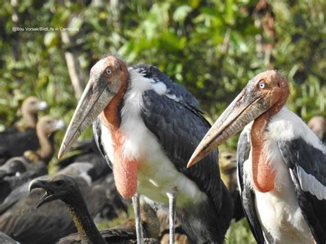 ត្រដក់ធំជាសត្វដ៏កម្រ និង កំពុងការពារយ៉ាងតឹងរឹងនៅតំបន់រ៉ាមសារព្រែកទាល់ Ams Central