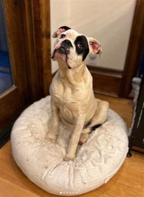 Meet The Pack The Asher House