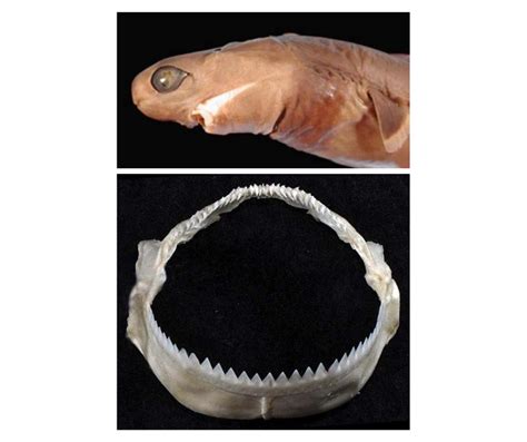 Cookie Cutter Shark Teeth Cookiecutter Shark Teeth Hi Res Stock
