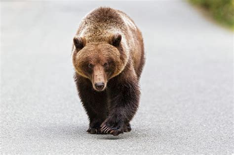 Usa Alaska Brown Bear Walking On Road Photograph By Westend61 Fine