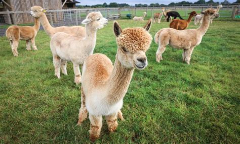 Walking With Alpacas At Acton Hill Farm Stoke On Trent Live