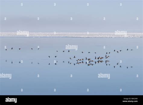 King Eiders Ducks Seabirds Birds Somateria Spectabilis Flock Fly Through An Open Lead In The