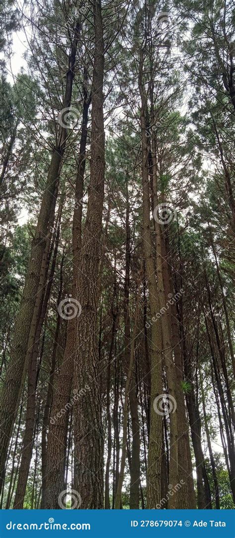 Java Pine Forest Stock Photo Image Of Forest Trees