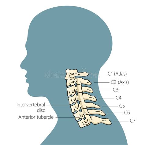 Estructura Del Raster Esquemático De La Columna Cervical Humana Stock