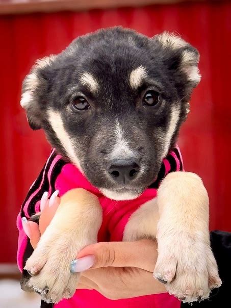 СРОЧНО НУЖЕН ДОМ Я девочка и меня не хотят забирать из за этого домой Милашка в поисках