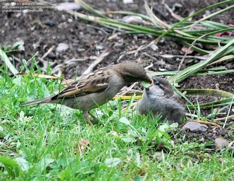 Sparrow Sorrel Photo Characteristics Healthy Food Near Me