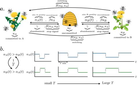 A Schematic Of Swarm Foraging Model With Two Feeding Sites Eg Download Scientific Diagram