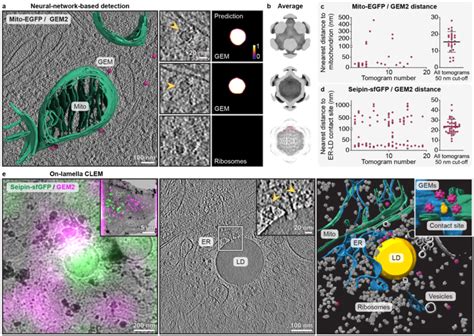 Cnn Based Detection And Multimodal Imaging Of Gem Labelled Proteins A Download Scientific