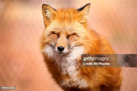 Sweet Fox Photos And Premium High Res Pictures Getty Images