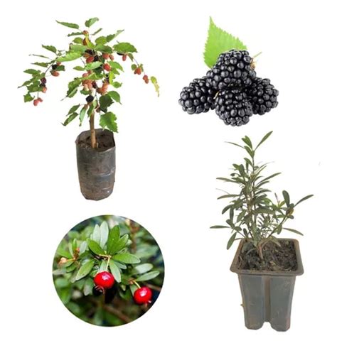 Kit Especial Com 1 Mini Pitanga 1 Amora Italiana Manual