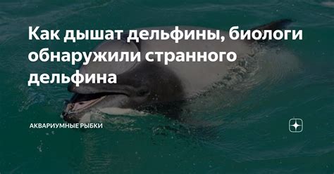 Как дышат дельфины биологи обнаружили странного дельфина Аквариумные
