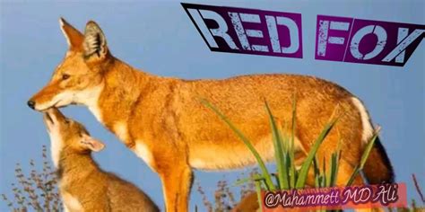 Qoosaa Ijoollee Baalee