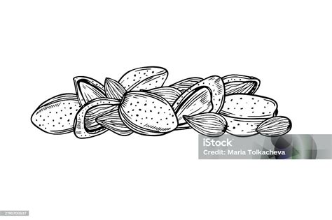 껍질을 벗기고 껍질을 벗기지 않은 아몬드 더미 손으로 그린 벡터 스케치 흑백 색상 견과류 흑백 그림 유기농 건강 식품 성분 에칭 도면 패키지 디자인 메뉴 라벨 건강한