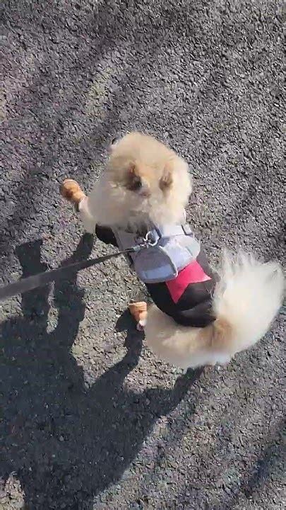 세이블포메라니안 포메라니안 짱구 강아지일상 강아지브이로그 강아지목욕 애기강아지 Youtube