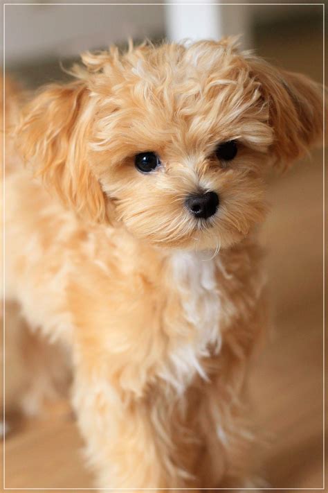 Maltipoo Wallpapers Top Free Maltipoo Backgrounds Wallpaperaccess