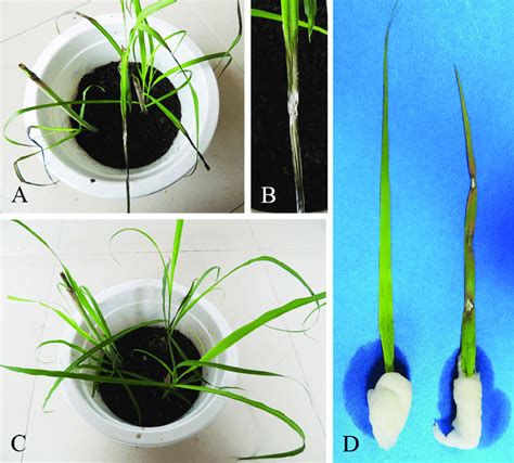 Pathogen Inoculation And Symptom 4 Days A Cymbopogon Citratus