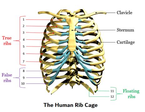 Diagram Of Human Ribs Numbered