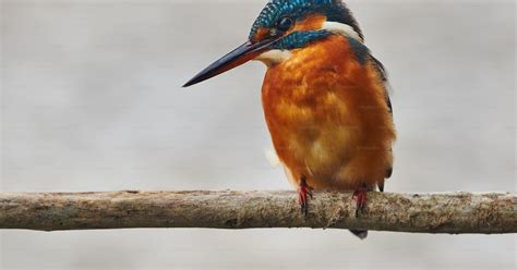 먹이를 기다리는 동안 나뭇가지에 앉아 있는 다채로운 물총새 사진 Unsplash의 물총새 이미지