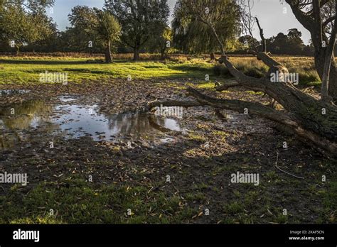Hurricane Flood Trees Damage Hi Res Stock Photography And Images Alamy